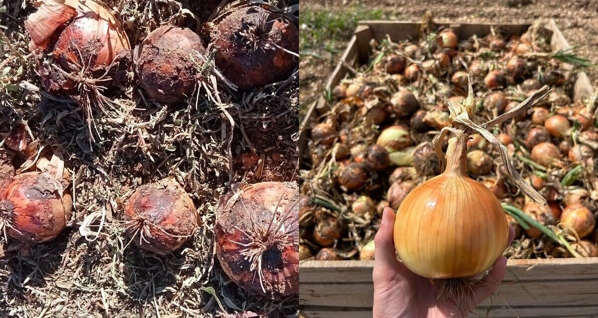 Enfermedades de la cebolla: principales plagas y cómo prevenirlas - Feroen