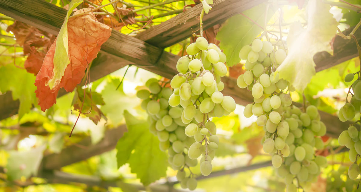 Mildiu de la vid: síntomas y cómo tratarlo - Feroen