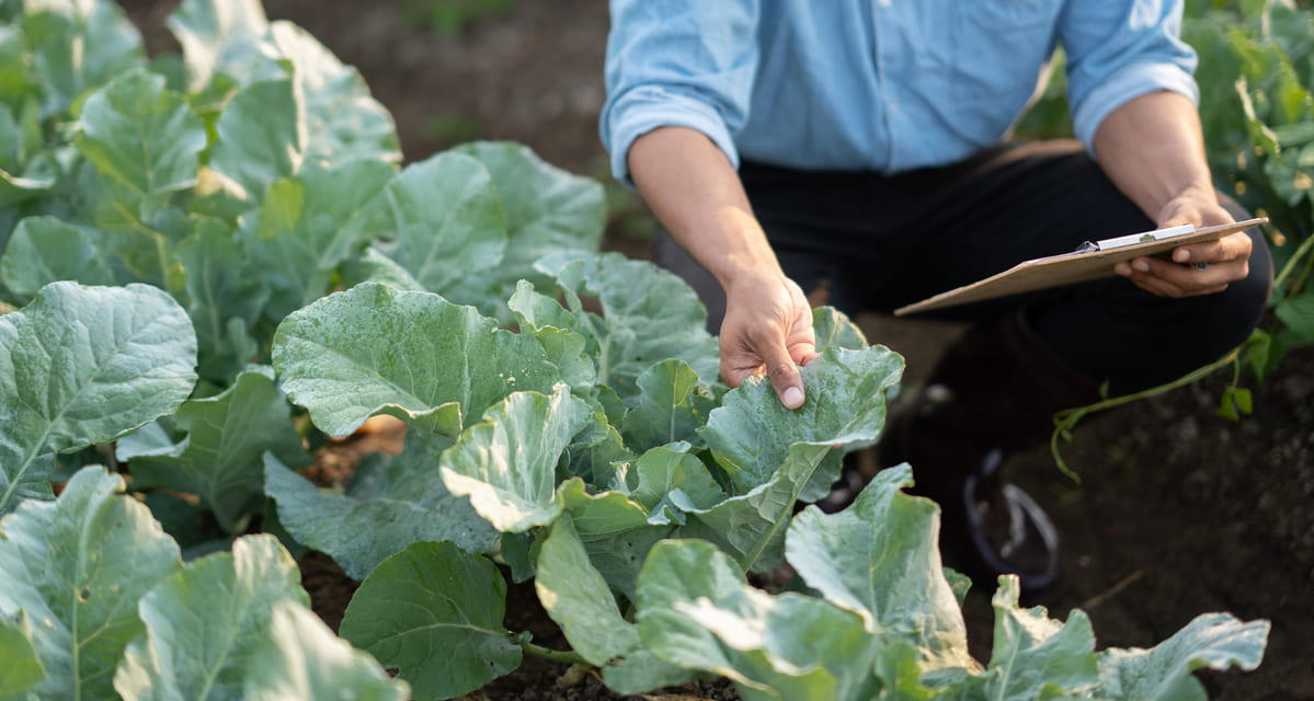 Fertilización foliar: ventajas, desventajas y cómo usarlo - Feroen